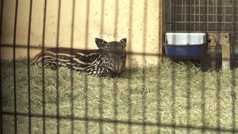 German zoo celebrates birth of rare Malayan tapir
