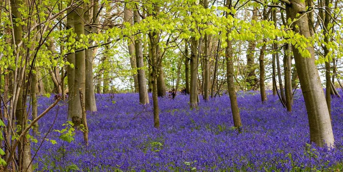Where to see bluebells in the UK: 17 magical spots to visit this spring
