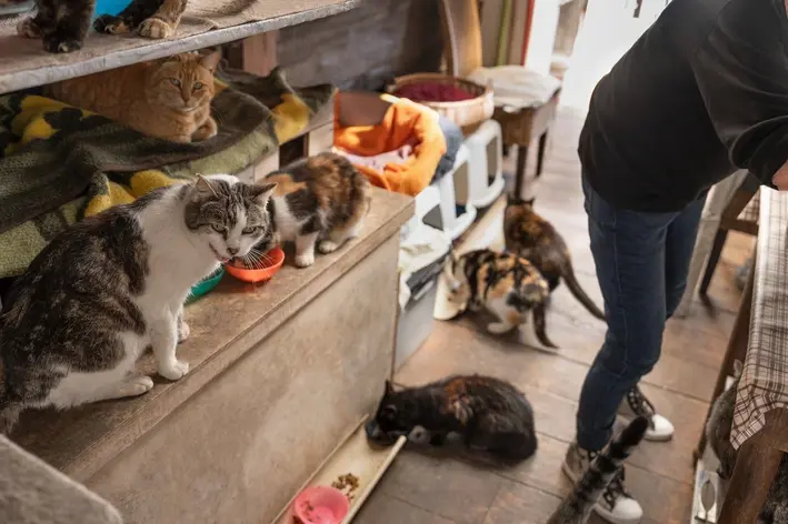 FeLV em gatos: saiba o que é e como proteger o seu pet da leucemia felina