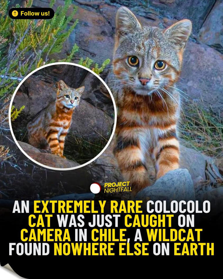 Threatened ghost cat caught on camera: Elusive colocolo fights for ...