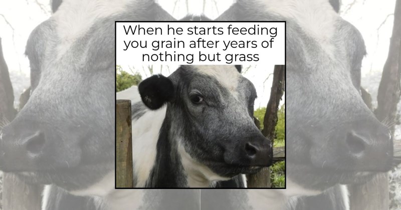 21 farm animal memes to put you in a moo-d and join the barnyard chaos