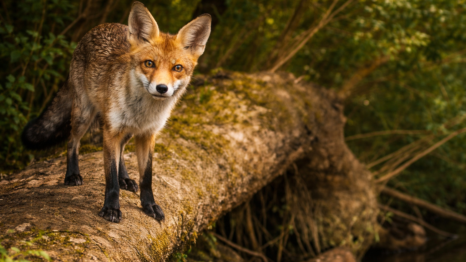 A curious predator stops and stares directly at the camera trap
