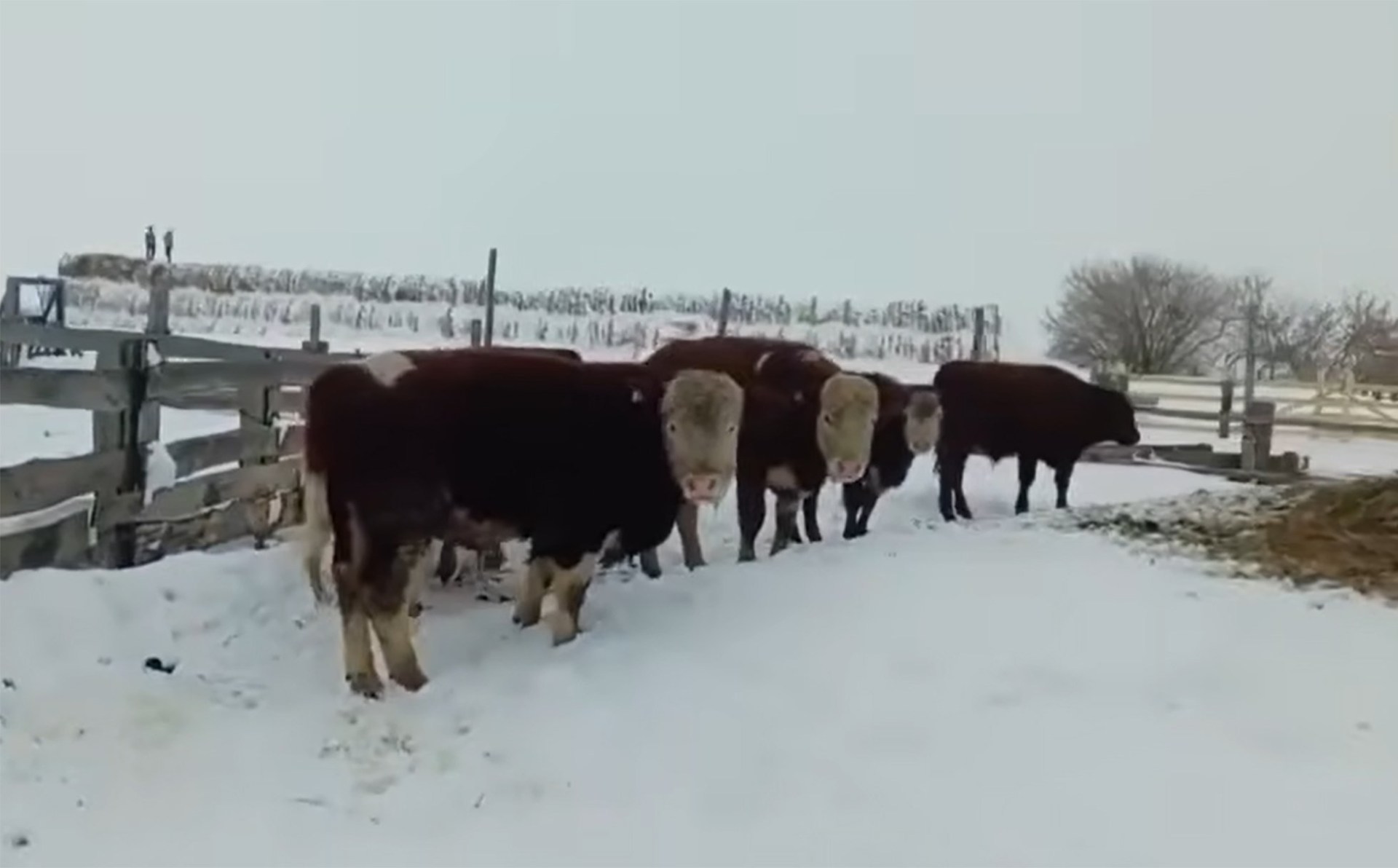 Mass cattle cull in Russia feared to be from bioweapons research plant ...