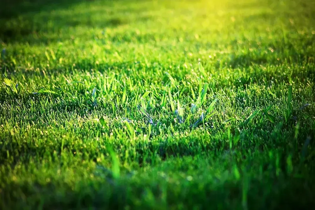 Why some homeowners are turning off their irrigation systems - and what ...