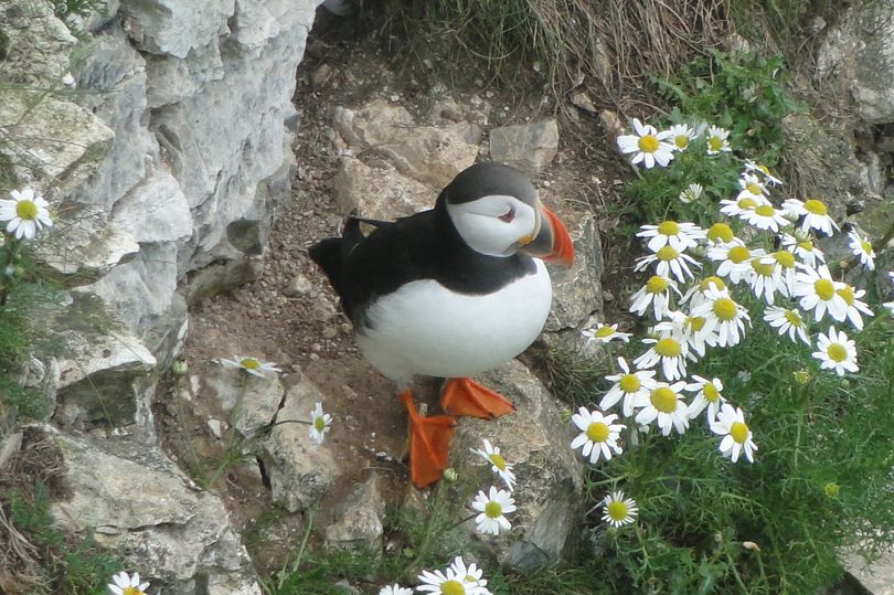Hope for endangered East Yorkshire puffins as campaign to save our ...
