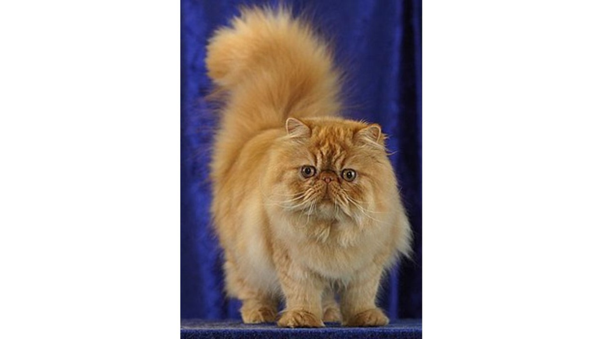 These cat breeds are losing popularity: Here's why