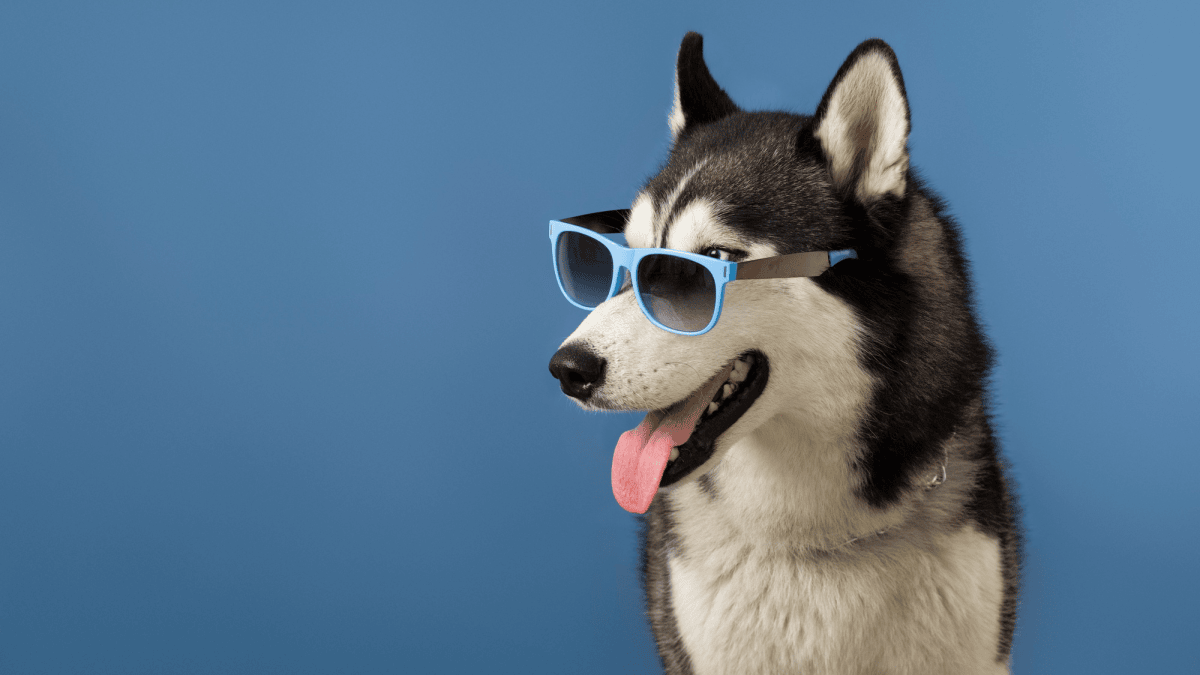 15 dog names that veterinarians can't get enough of hearing