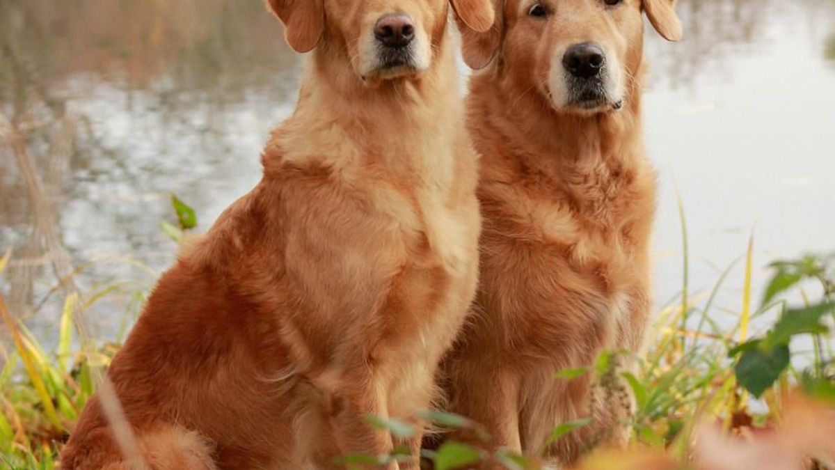 Experts reveal the things your dog sees you do and judges you for