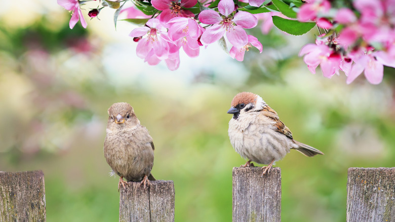 Create a simple hanging bird feeder from a Dollar Tree staple
