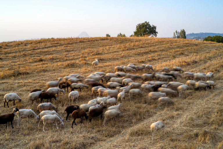Σε εξέλιξη τα αστυνομικά μέτρα κατά της ευλογιάς των αιγοπροβάτων