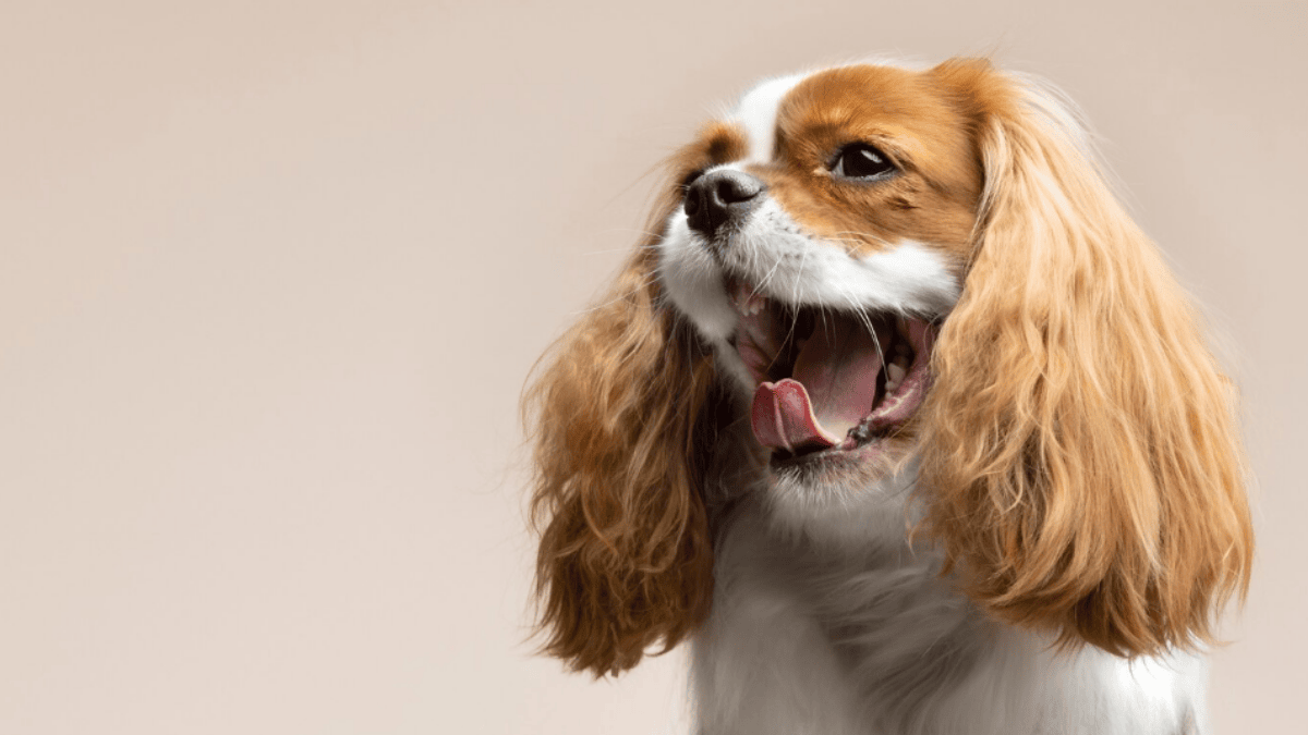 10 common dog training mistakes you should stop making now