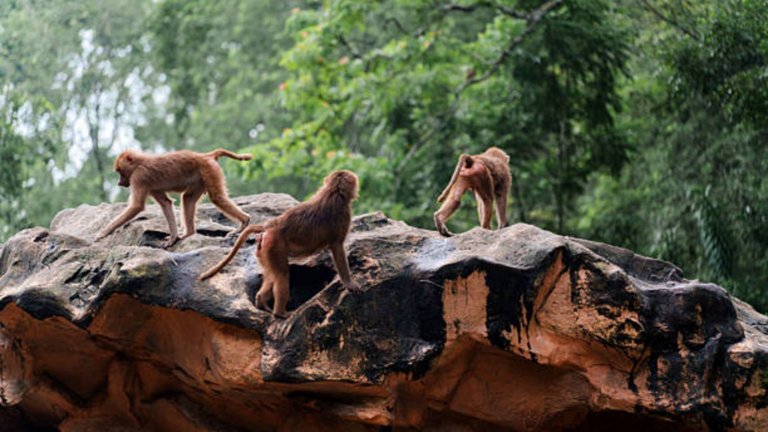 Experts reveal why viral baby monkey Punch was abandoned and targeted ...