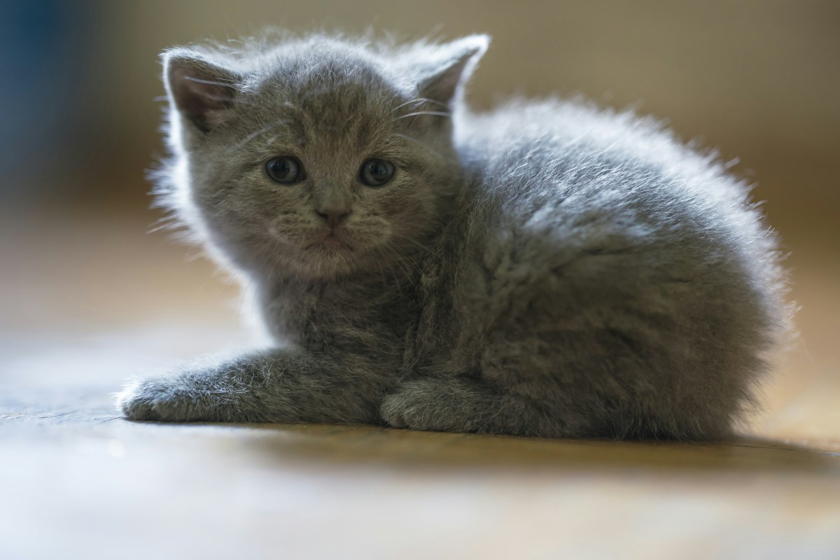 Watch a playful Maine Coon kitten tease a patient Husky in adorable video