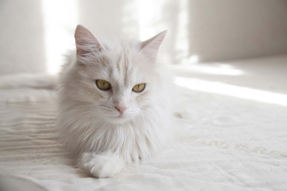 Discover the space-saving benefits of this stylish wall-mounted cat home