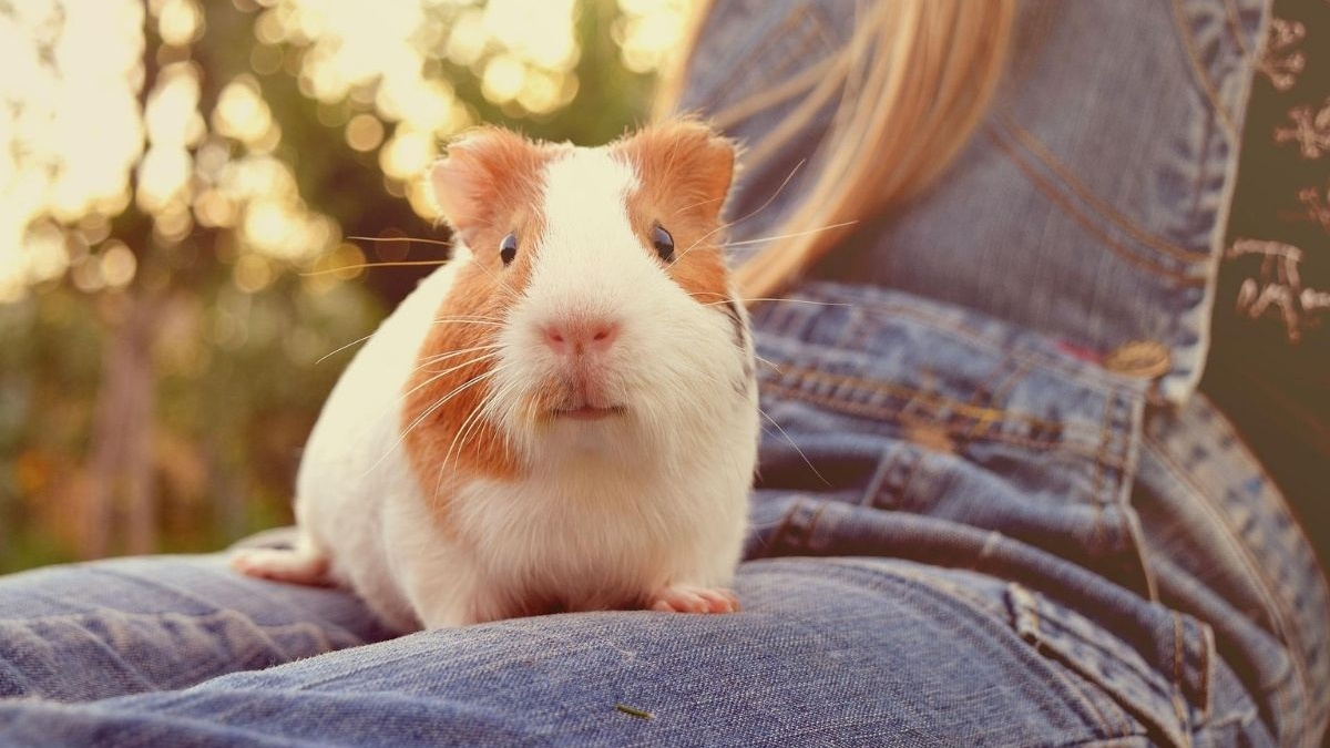 Reasons to adopt a guinea pig that will make you want one today