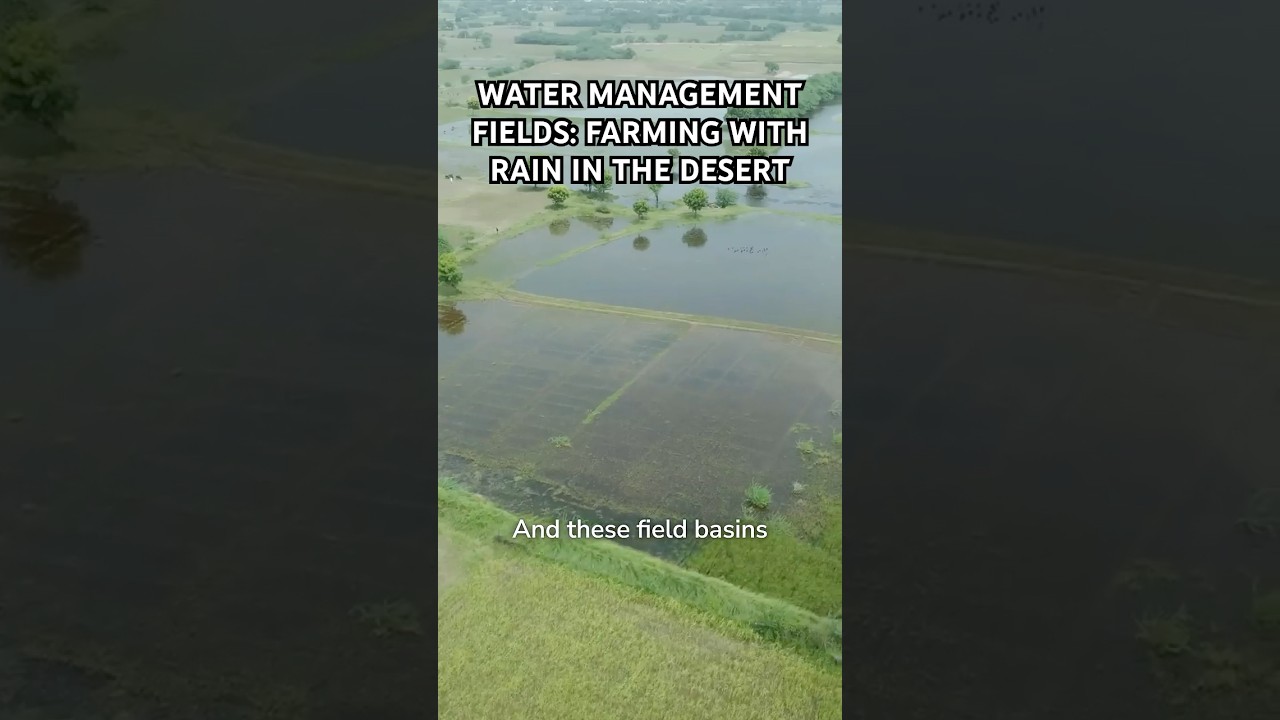 Water management fields: Farming with rain in the desert