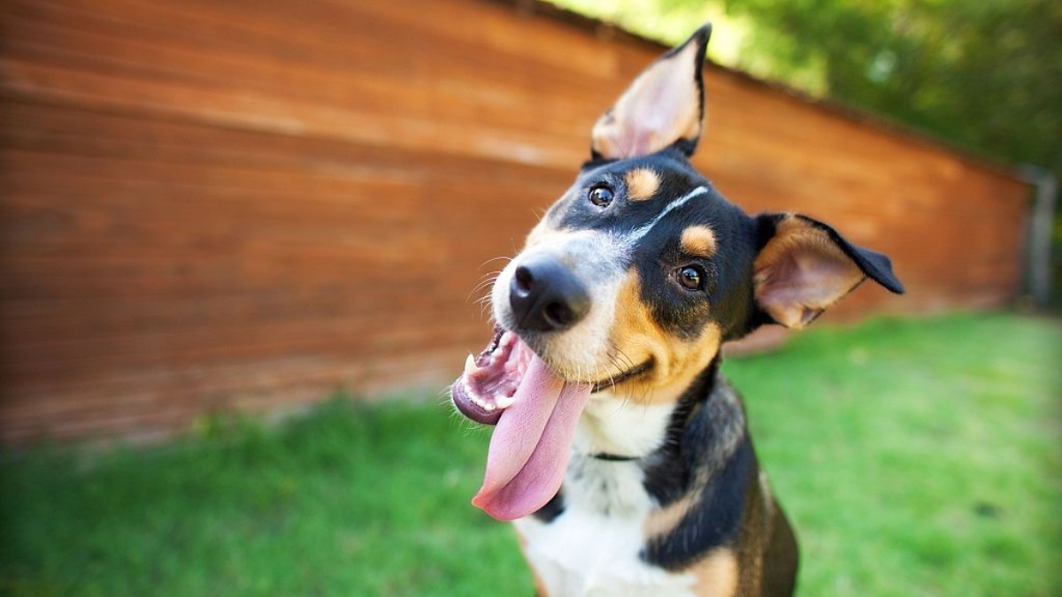 Strange noises that catch your dogs attention and why experts explain it