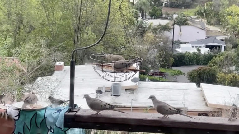 Create a simple hanging bird feeder from a Dollar Tree staple