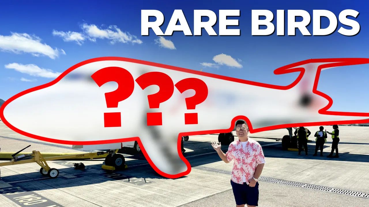 Caribbean birds and planes together