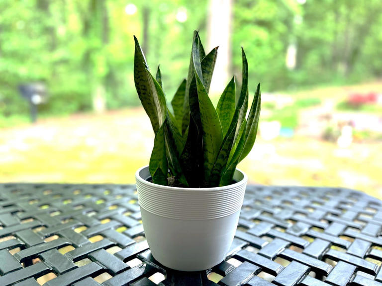 10 easy plants you can grow for free from cuttings