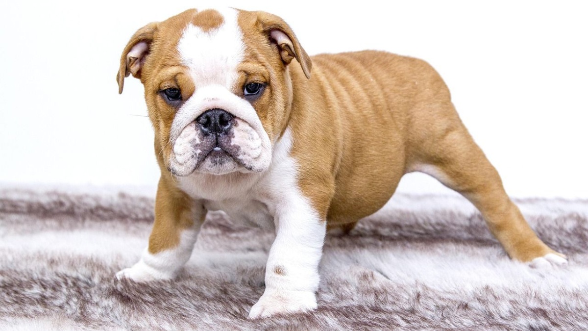 Common mistakes you make when walking your dog
