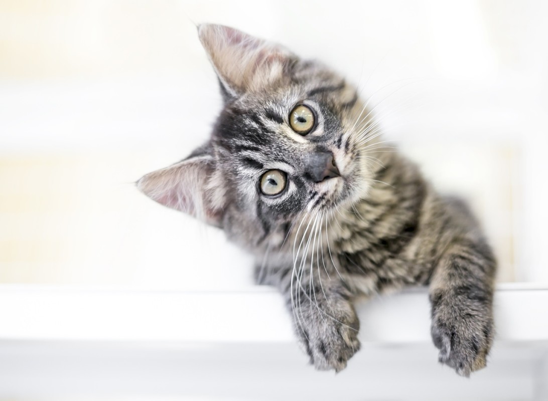 5 weird sounds cats can hear that people can't