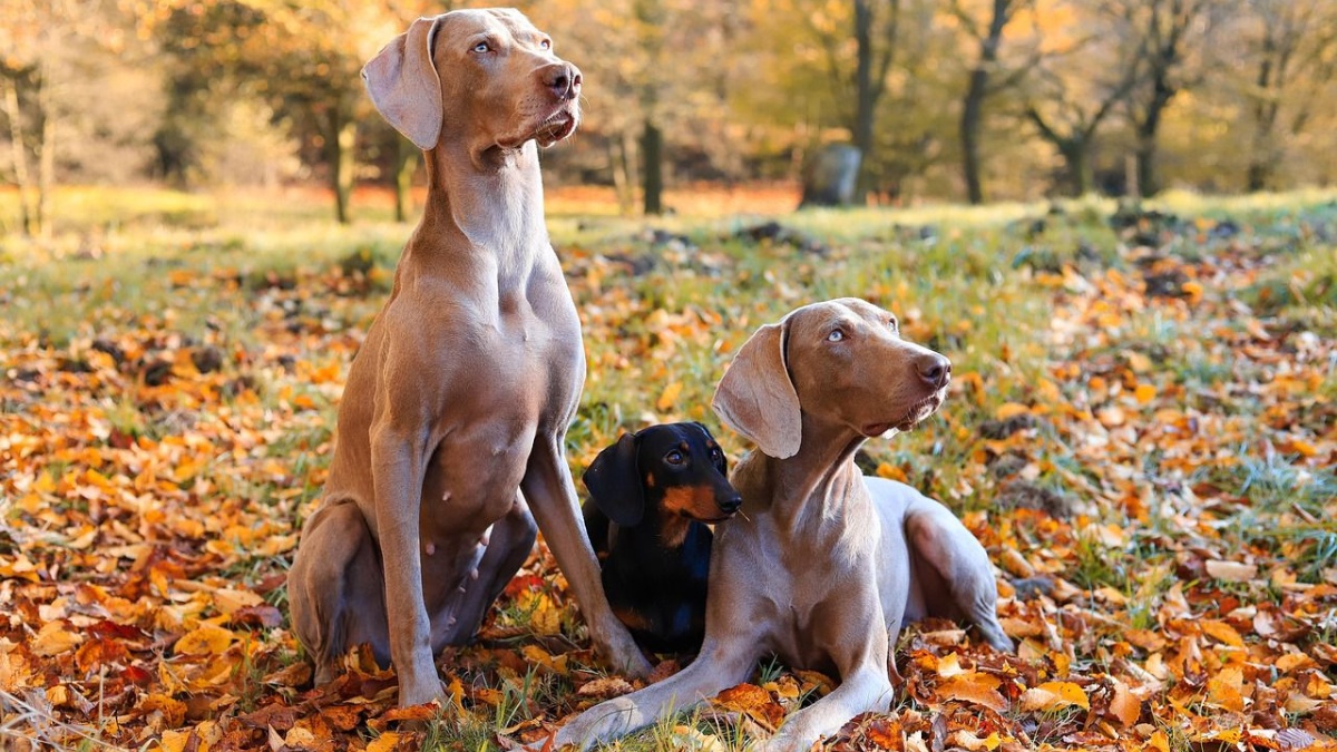 Common mistakes you make when walking your dog