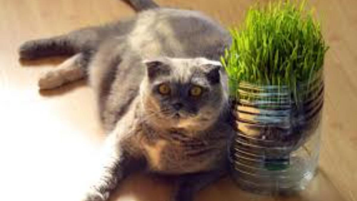 8 cat breeds that veterinarians recommend for a peaceful home