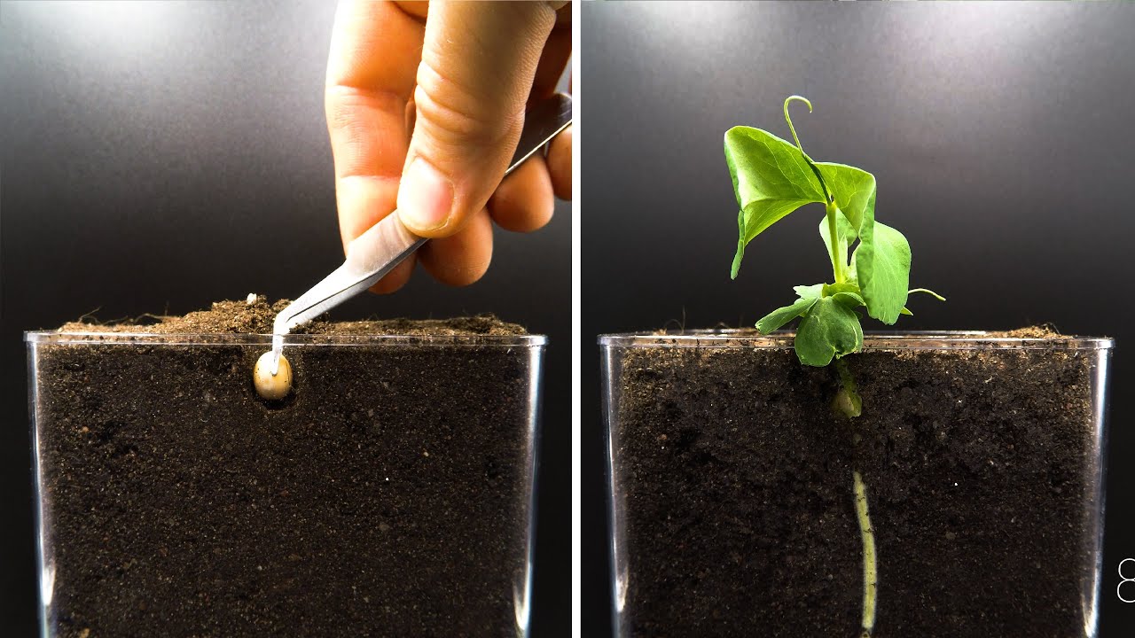 Watch how dwarf peas turn into pods!