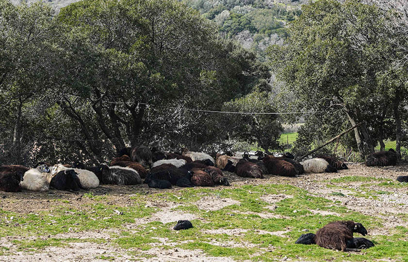 Λέσβος: Δεύτερο επιβεβαιωμένο κρούσμα αφθώδους πυρετού στην ίδια περιοχή
