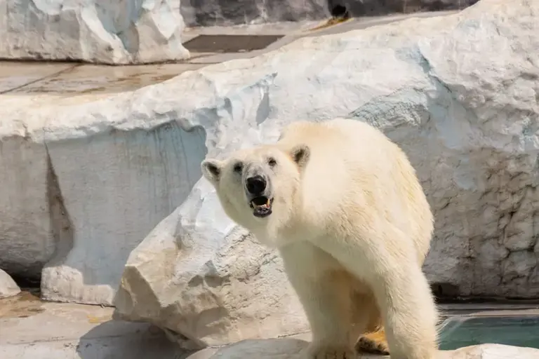 Arctic meltdown: Polar bear size shrinking as sea ice hits new seasonal ...