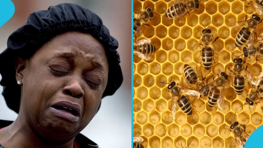 Bee attack turns fatal again: 3-year-old dies after incident in Agona ...