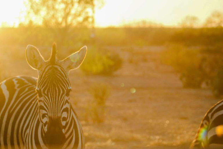 Laredo Safari & Adventure Park addresses animal abuse allegations made ...