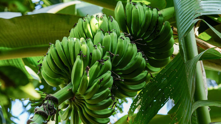 Why it's best to avoid buying bananas at Costco, according to Redditors