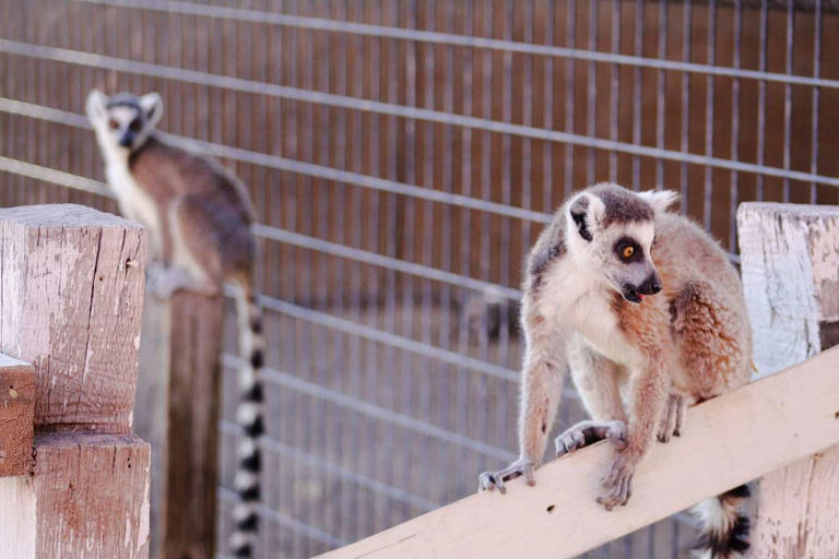 Laredo Safari & Adventure Park addresses animal abuse allegations made ...