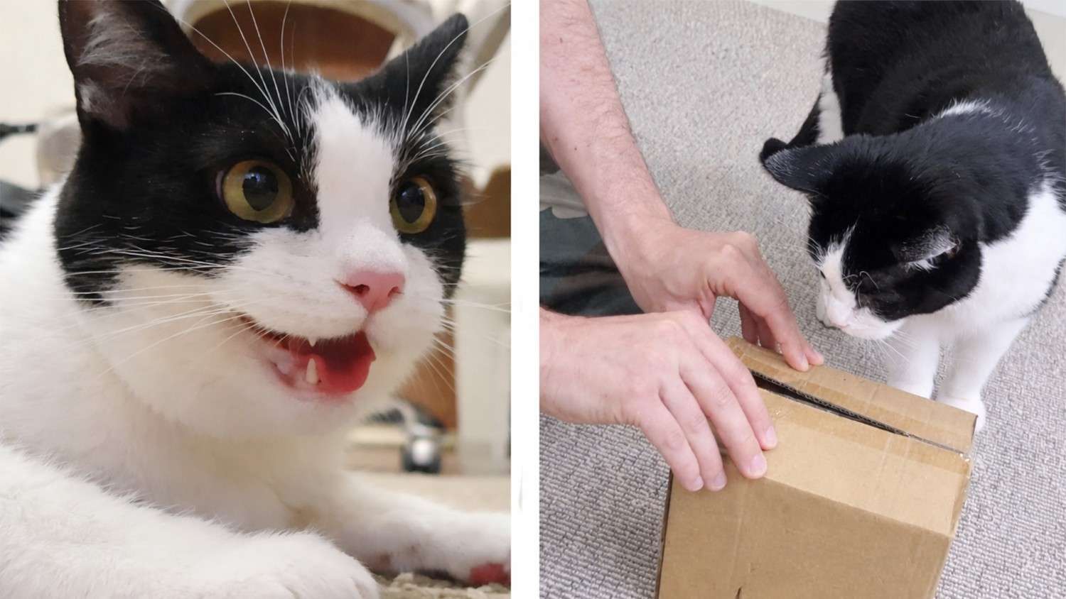 Thirsty cat investigates suspicious box