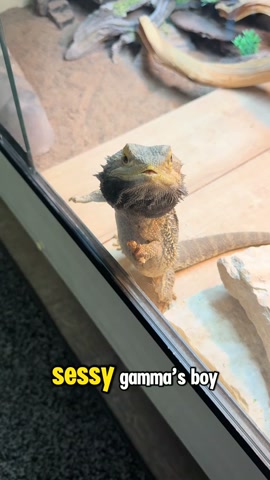 Bearded dragon Gerald begs for food with his little tummy