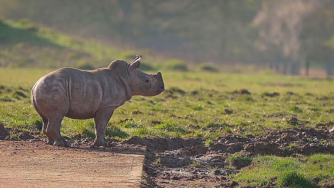 This is the adorable moment when baby rhinos and giraffes step outside ...