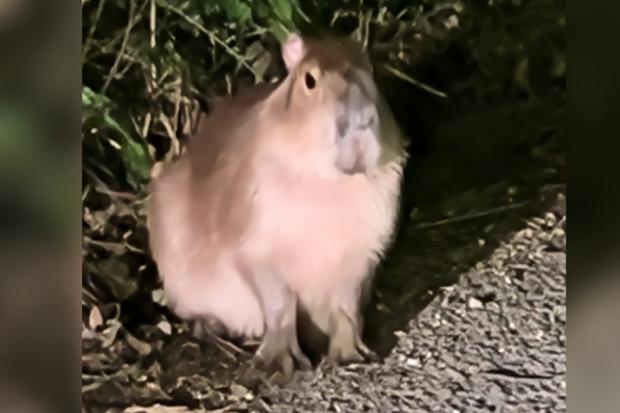 Hunt for Samba the capybara continues more than 10 weeks after Marwell ...