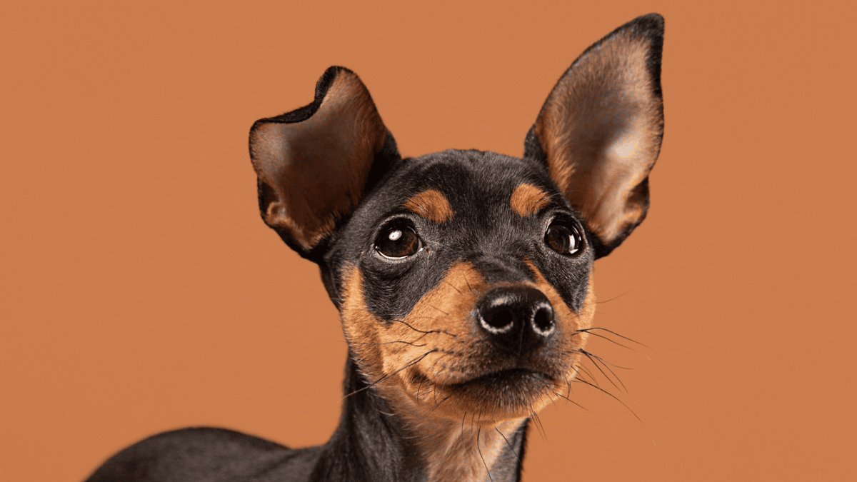 15 dog names that veterinarians can't get enough of hearing