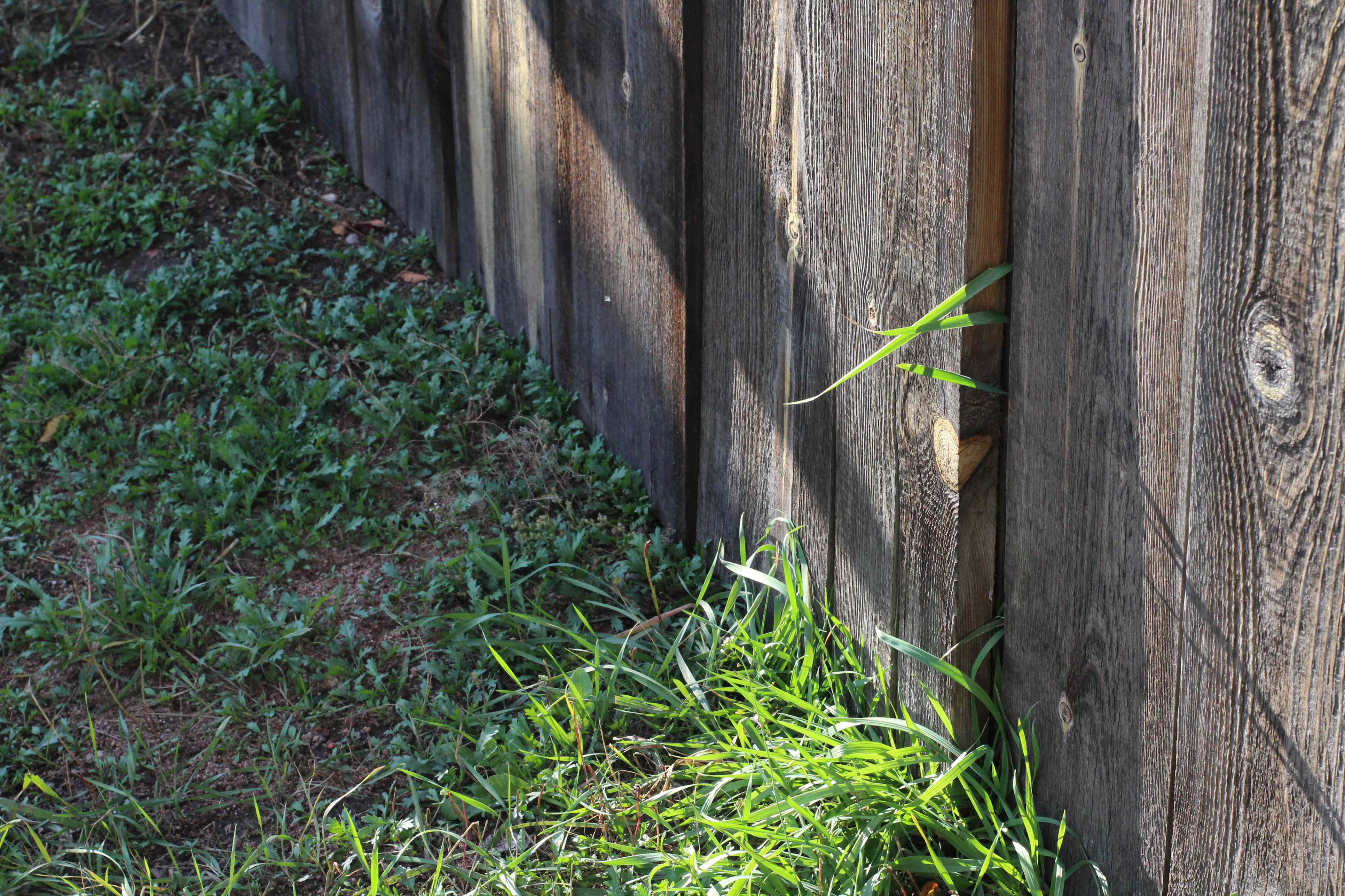 How to stop your neighbor’s grass from coming through your fence