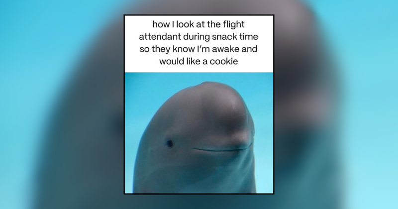 25 memes for budget travelers already booking their next trip