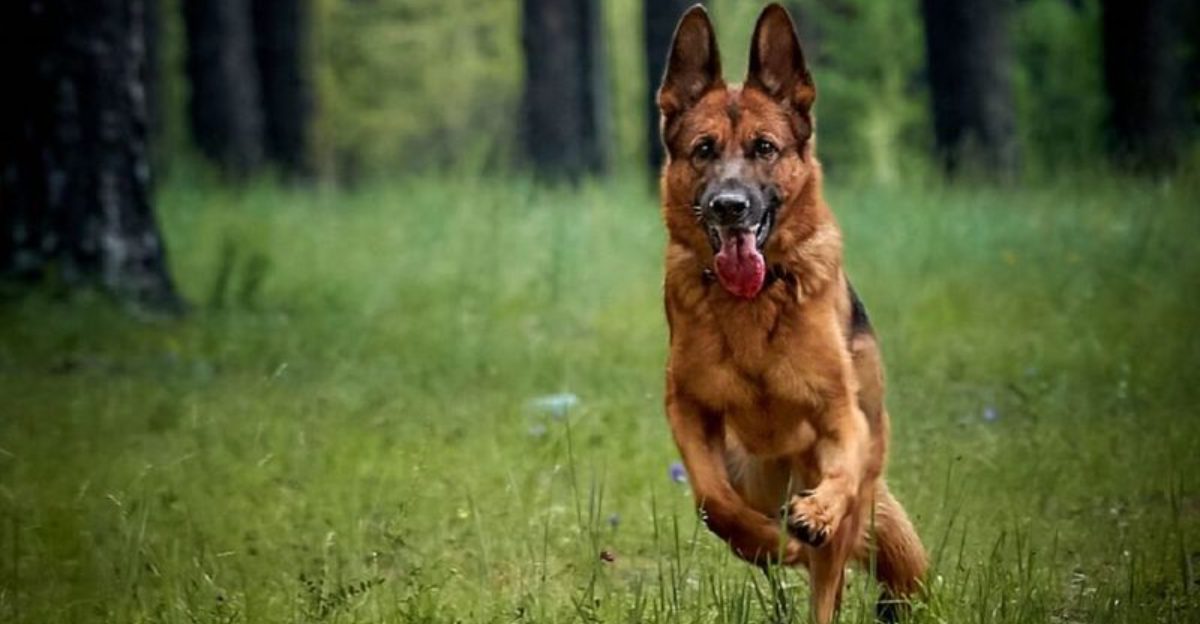 Nothing triggers a stronger reaction in these 17 dog breeds than a ...