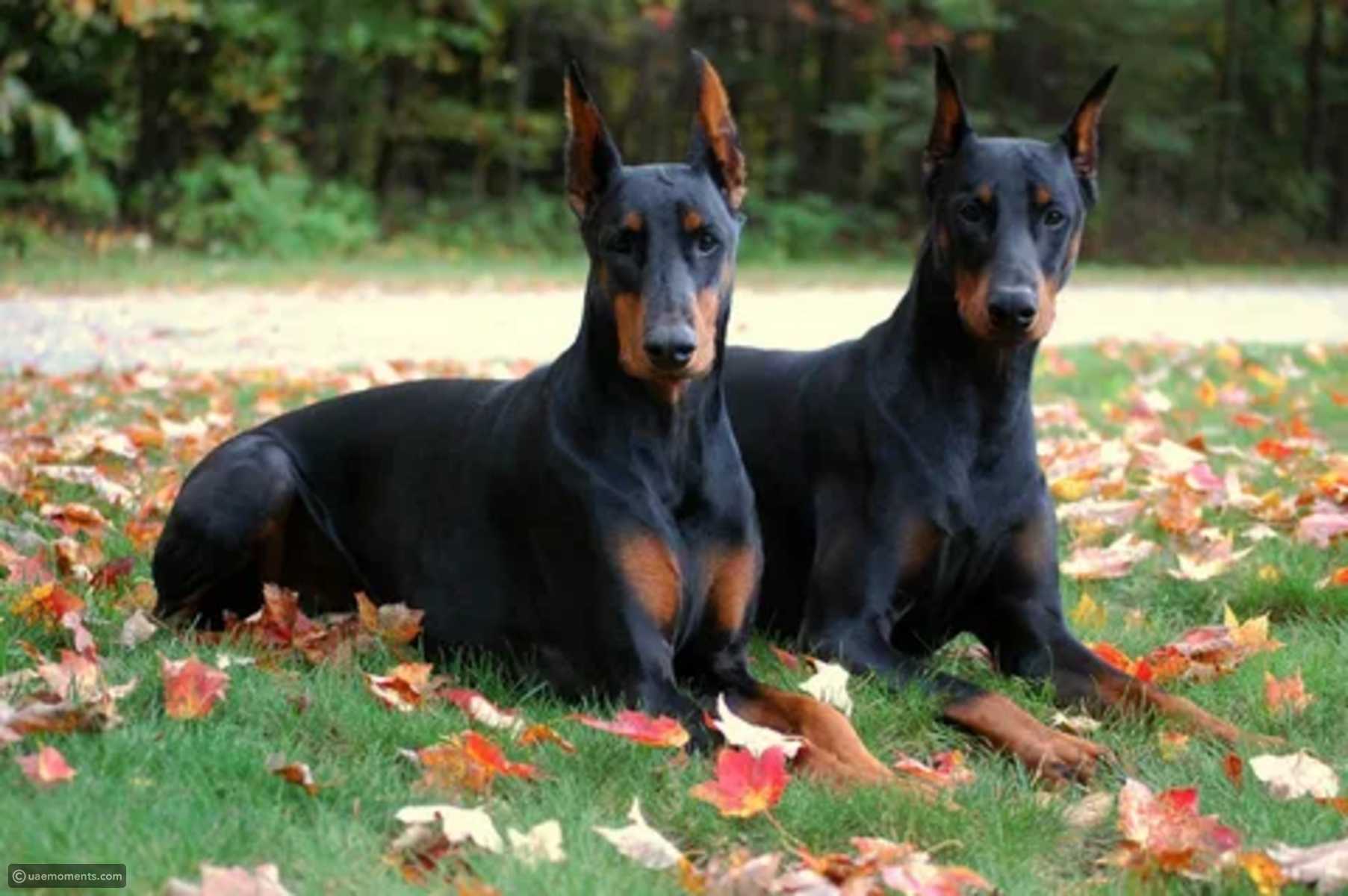Paw-tection squad: Dog breeds for home protection