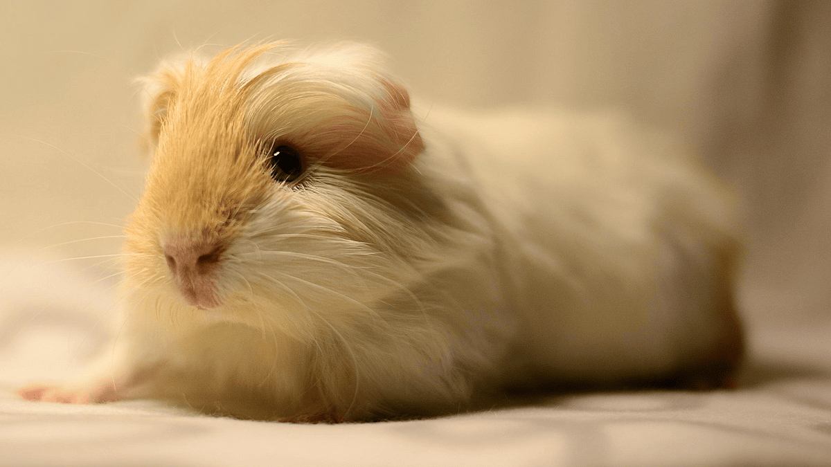 10 fascinating facts about guinea pigs that will steal your heart