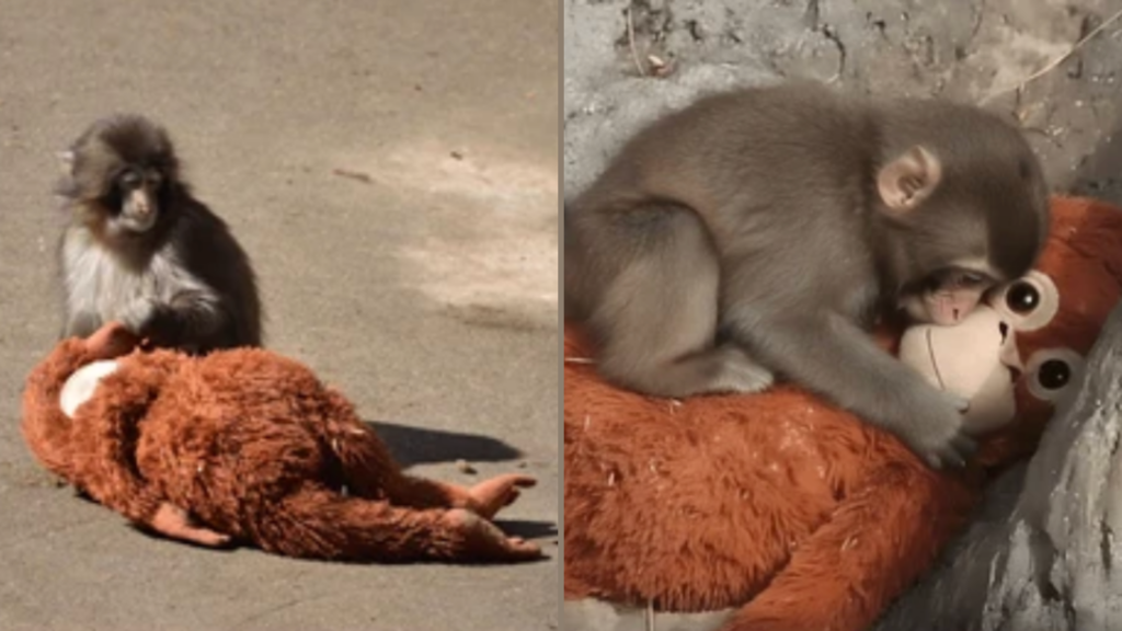Experts reveal why viral baby monkey Punch was abandoned and targeted ...