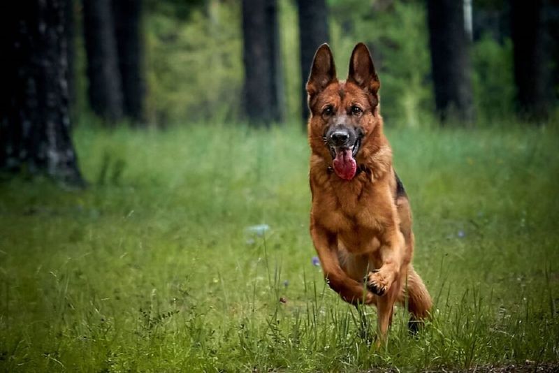 Nothing triggers a stronger reaction in these 17 dog breeds than a ...