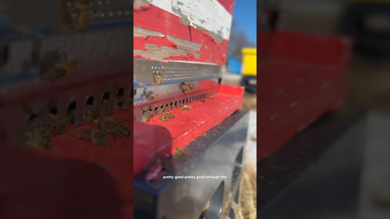 How many beehives survived the winter?