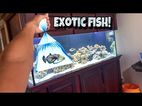 Buying crazy triggerfish for my aquarium!