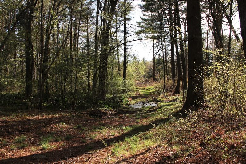 The Bridgewater Triangle: New England’s paranormal hotspot
